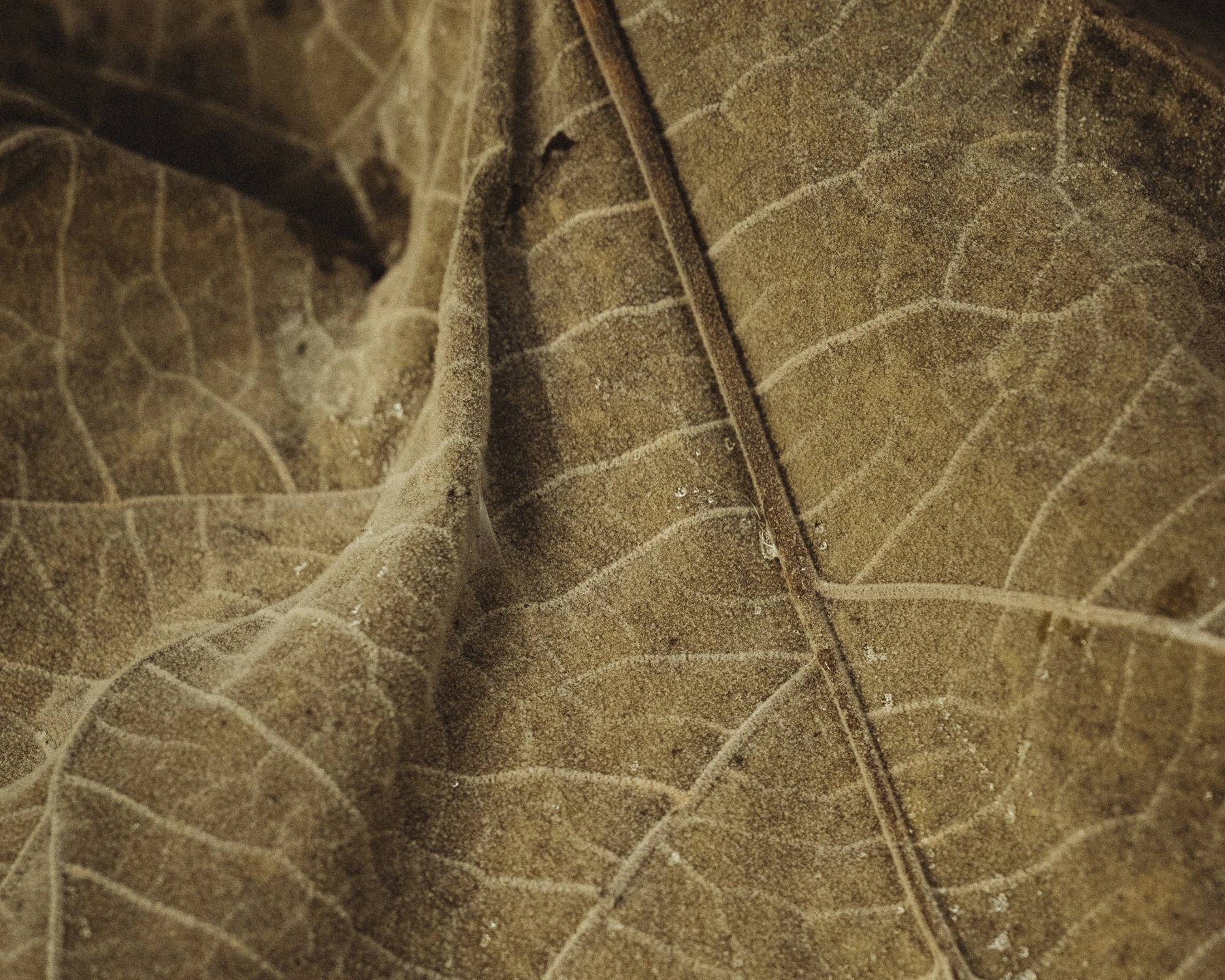 The Botanist: The Story Behind Herbarium – FRAMA